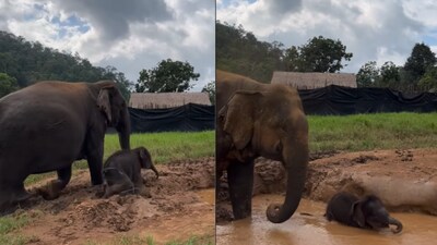 Video: Baby Elephant’s First Mud Bath Will Remind You Of Your Childhood ...