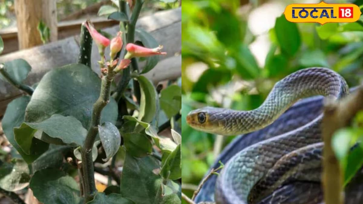 Snake Repellant Plant: Grow This At Home To Keep Reptiles Away ...