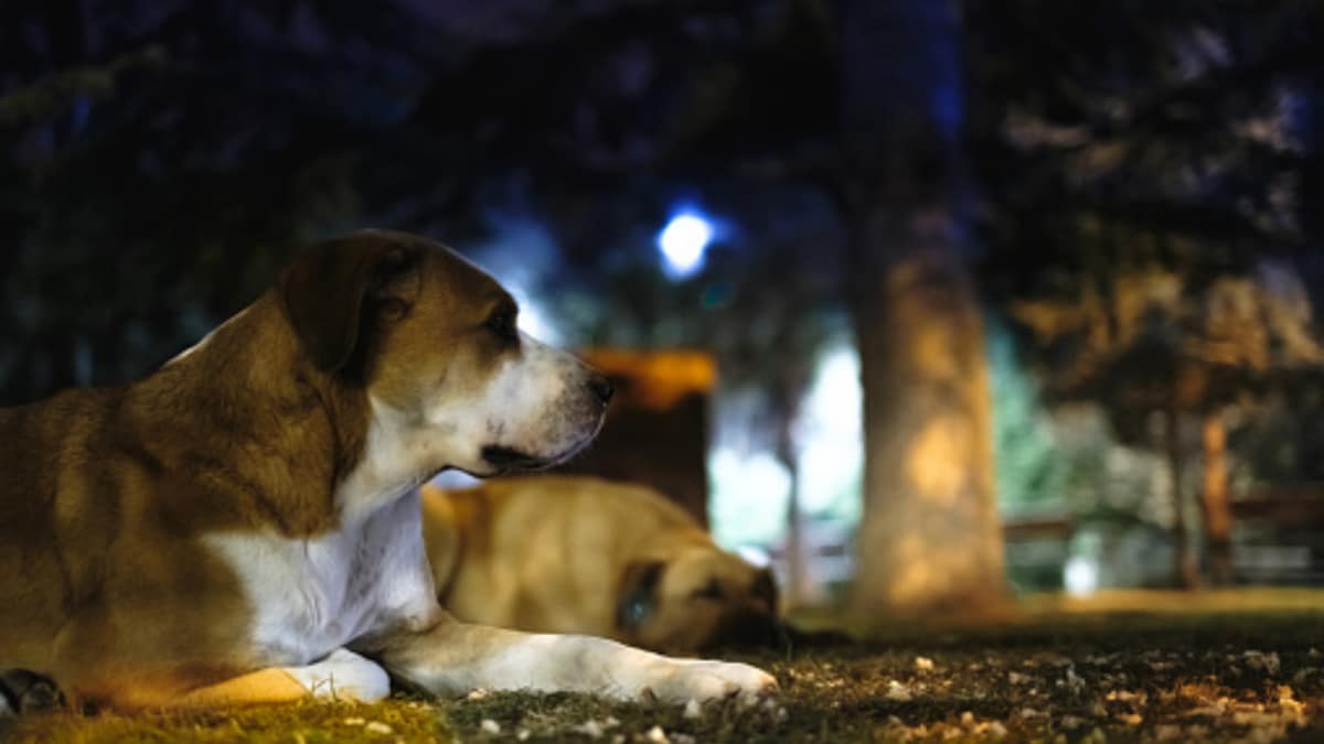 Dogs Howling At Night? It Could Be A Warning, Says Shakun Shastra ...