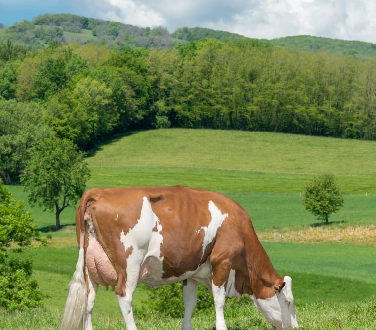 World's Heaviest Cows: Gentle Giants That Weigh Over 2,000kg!