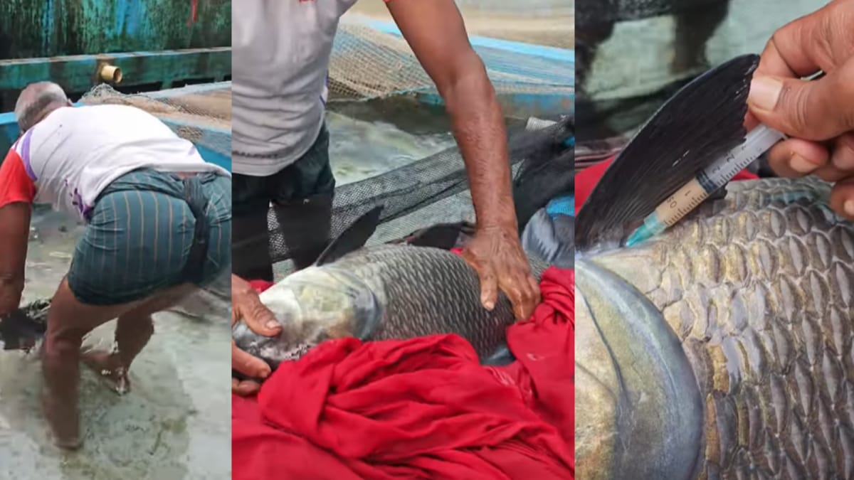 Eating Fish For Protein? Viral Video Exposes The Truth About Hormone ...