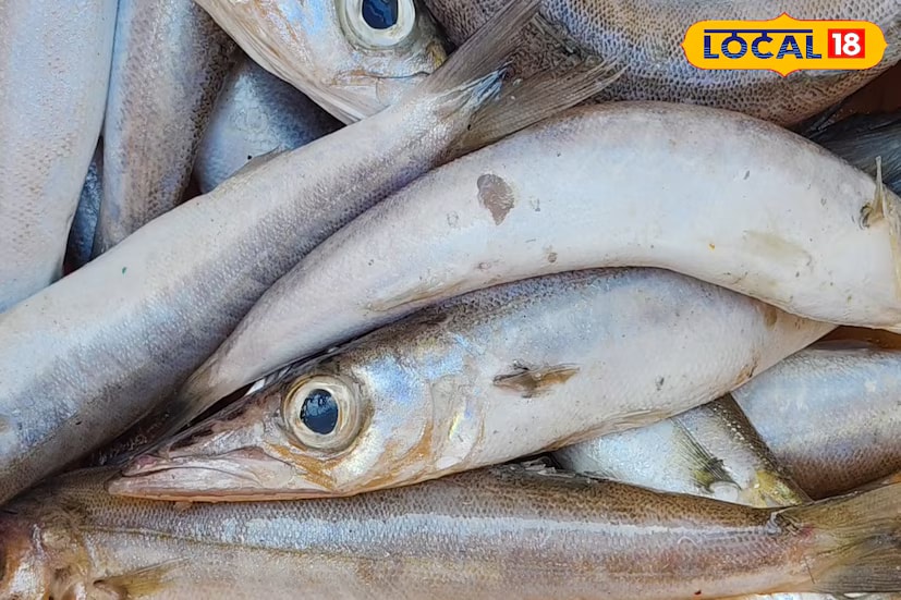 Why The Banded Barracuda Is A Favourite Among Coastal Communities