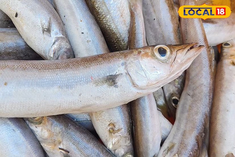 Why The Banded Barracuda Is A Favourite Among Coastal Communities