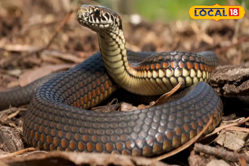 These Hidden Things Might Lure Snakes Into Your Home During Monsoon