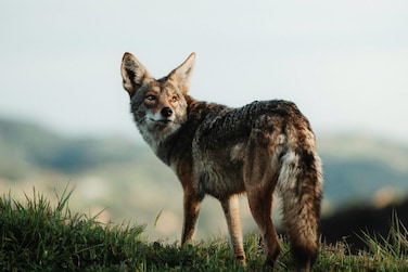 Jackal News: Latest Jackal News and Updates at News18