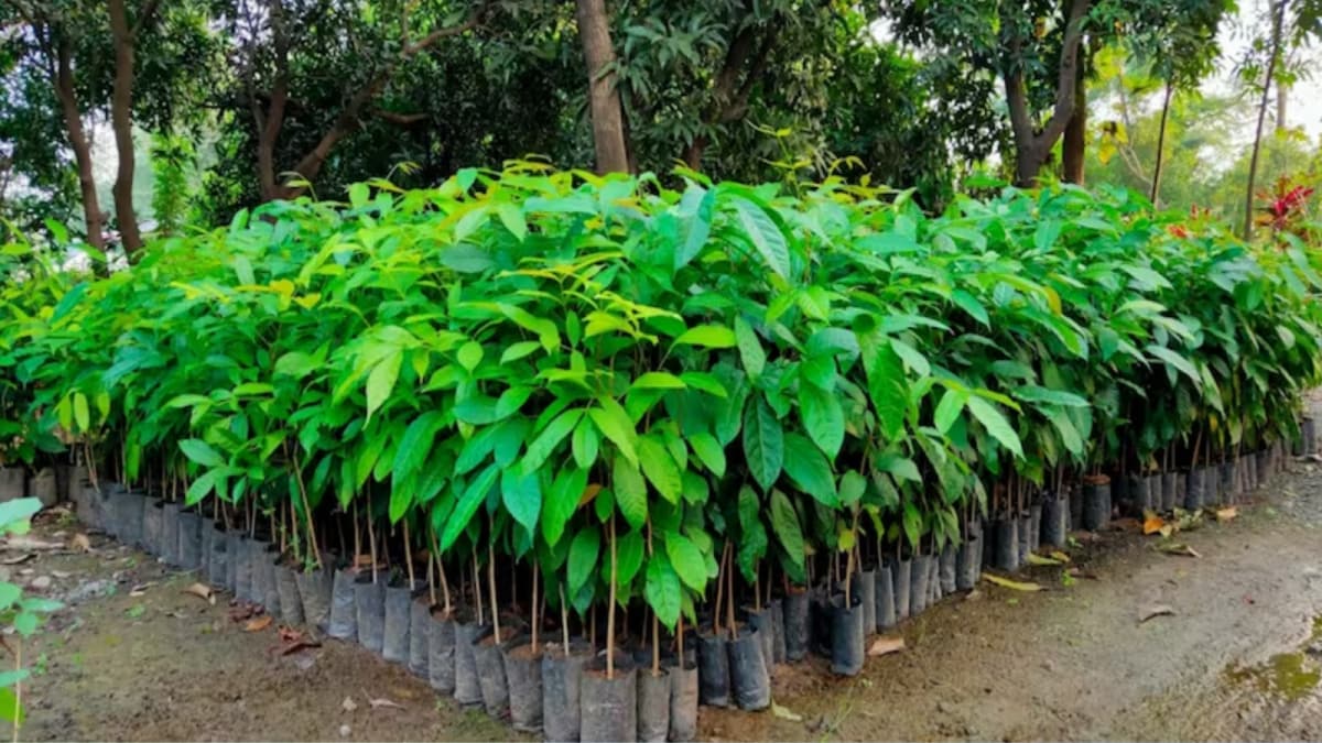 From Barren Land To Fortune: Plant This Tree And Earn Crores In 12 Years!