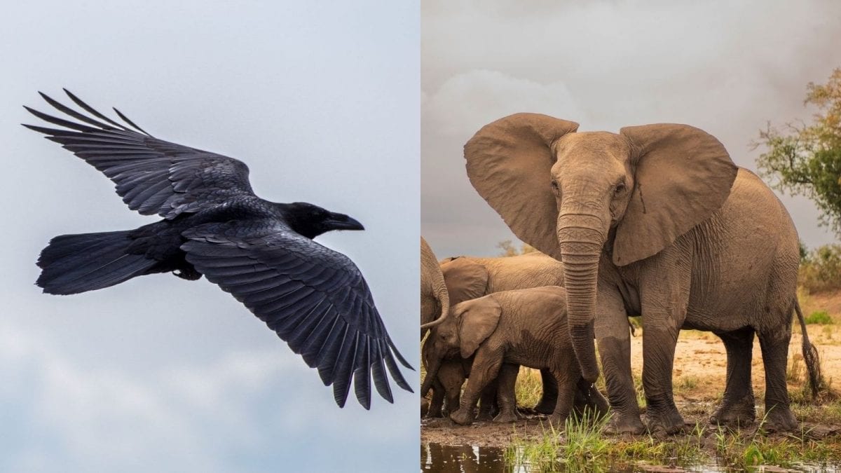 Meet The 10 Smartest Animals On The Planet