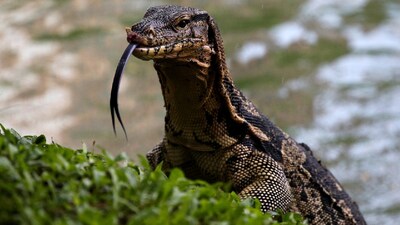 Haryana Astrologer Nabbed While Selling Lizard Genitals, Coral In Name ...
