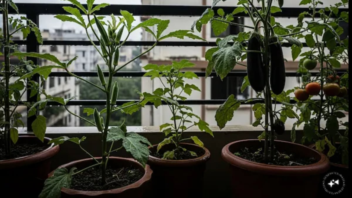 Monsoon Vegetable Plants: Skip The Market, Grow These 6 Veggies At Home ...