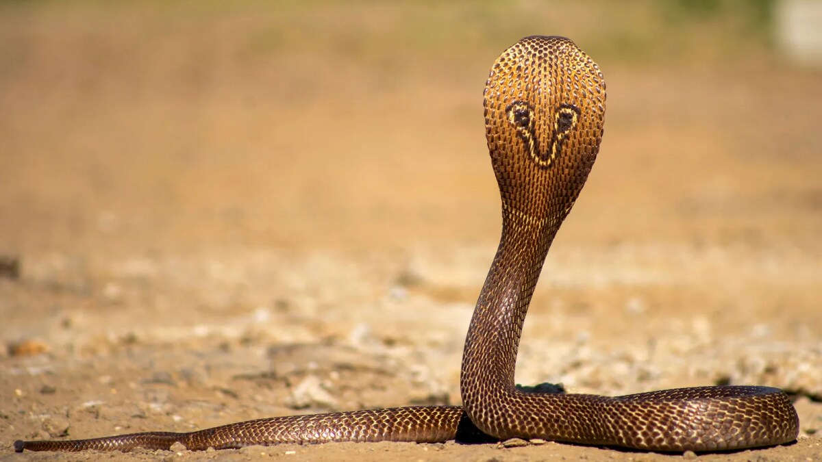 1-Year-Old Child Bites Cobra To Death In Bihar Village | India News ...