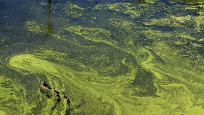 Australia’s Algal Bloom Declared ‘Natural Disaster’: What’s Behind The ...