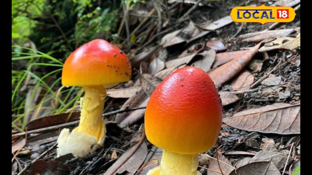 How To Tell Poisonous Mushrooms Apart From Edible Ones?