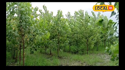 Plant This Tree And Earn Rs 10 Lakh Per Hectare | Lifestyle News - News18