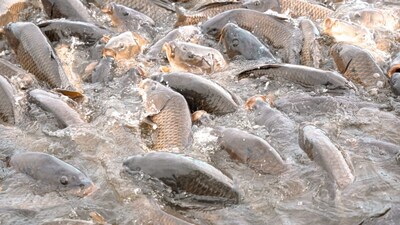 No Doctors, Just Devotion: The Stream Where Fish Cure Skin Ailments ...