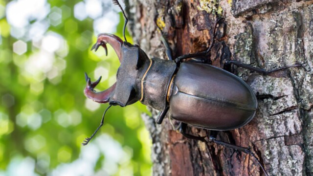 Rs 75 Lakh For An Insect? Here’s What Makes This Beetle Worth A Fortune ...