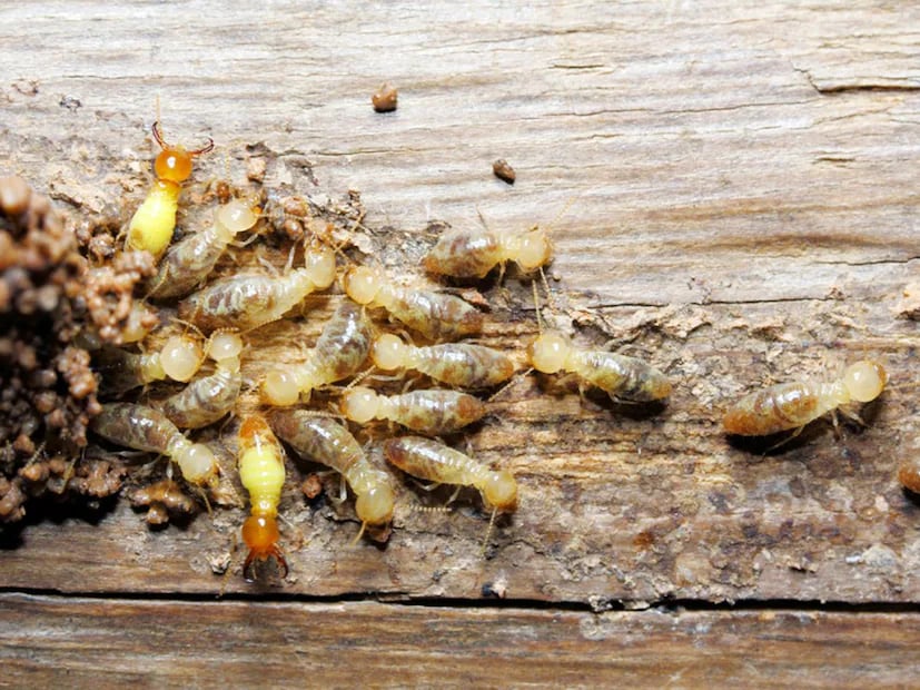 Termites Eating Away Your Furniture? Here Are Some Cheap Remedies