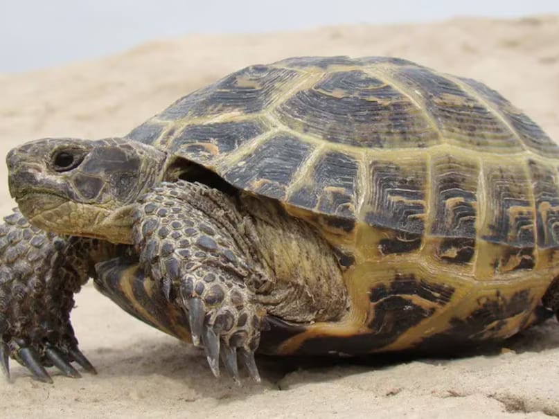 These Animals Reached Space Before Humans Did