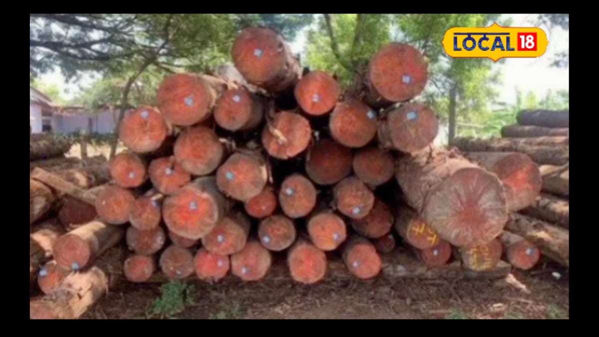 Tun Wood More Valuable Than Teak, Rosewood, Mahogany; One Tree Can Earn ...
