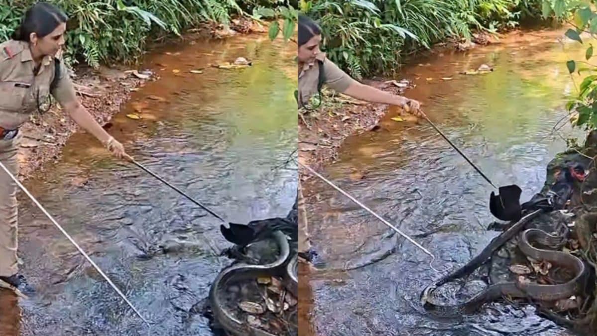Woman Officer Rescues Giant King Cobra In Minutes At Kerala Forest ...