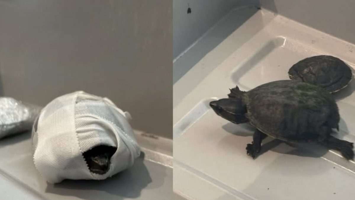 Woman Caught Smuggling Turtles In The Most Unexpected Place; Inside Her ...