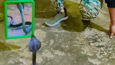 She Looked In The Mirror And Turned Into A Snake? Viral 'Naagin Reveal ...