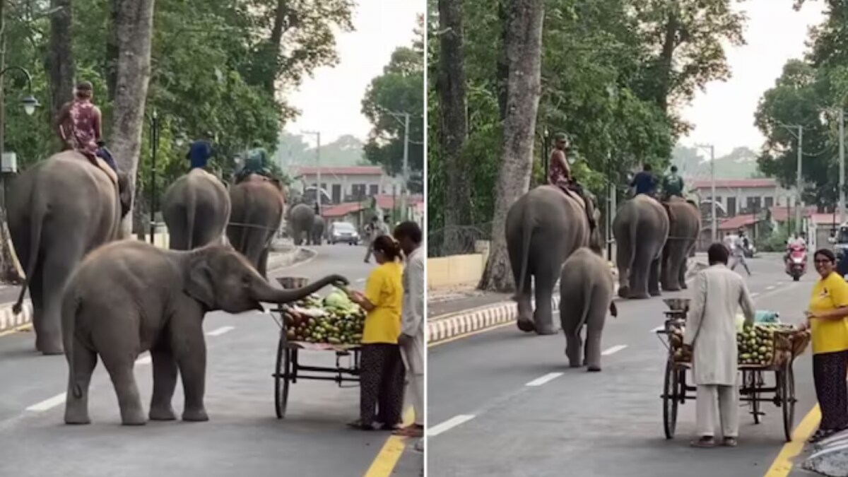 Baby Elephant’s Cucumber Craving Delights The Internet | Watch | Viral ...