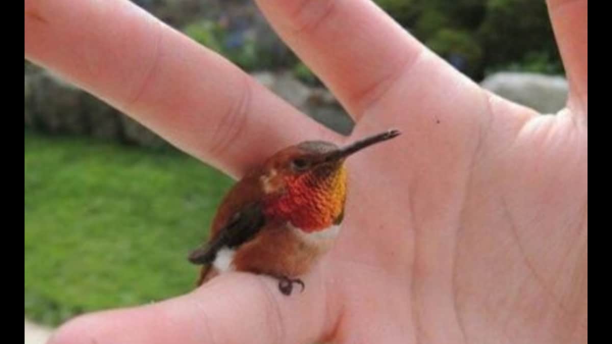 World's Smallest Bird That Can Also Fly In Reverse | Viral News - News18