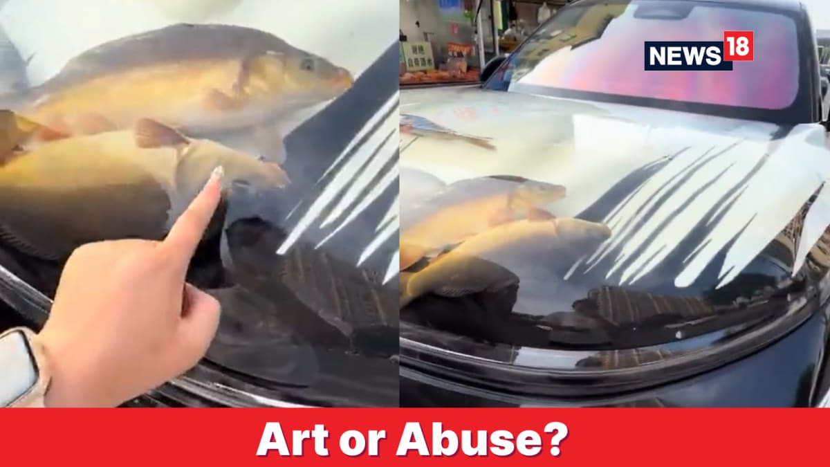 Car Bonnet Turned Into ‘Aquarium’ With Fish Gasping For Breath? ‘This ...