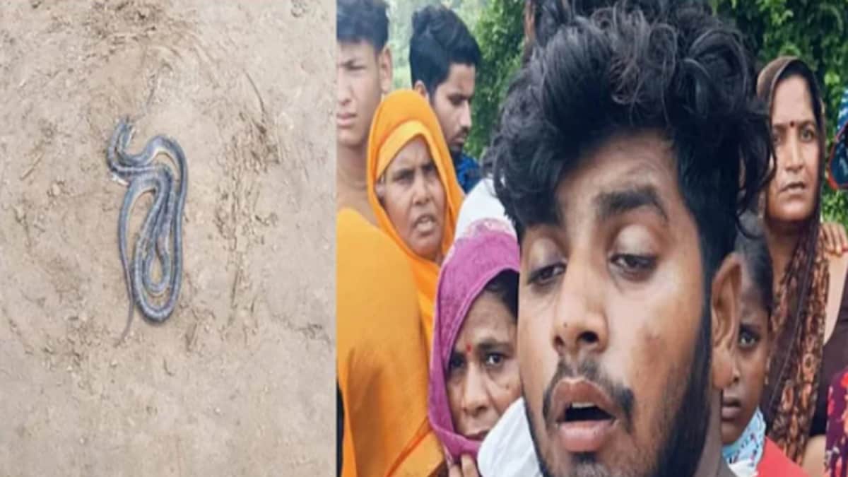 Another Naag-Naagin Tale: UP Woman Kills Two Snakes After One Follows ...