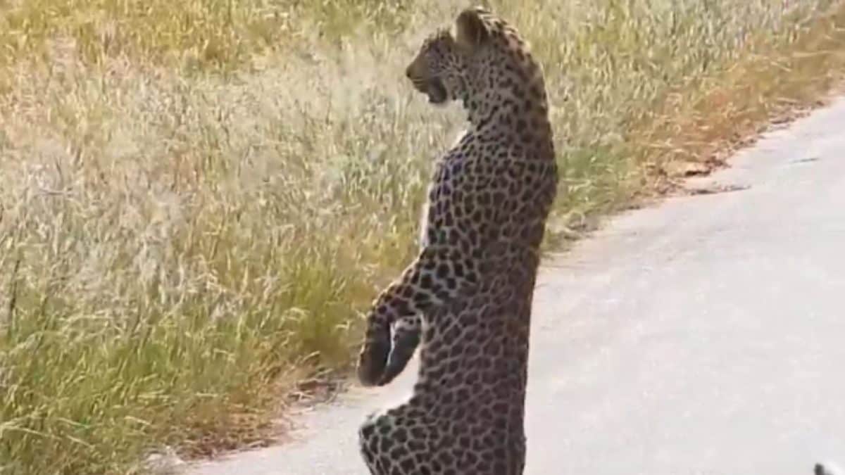Viral Video Shows Leopard Standing Upright While Hunting, Leaves ...