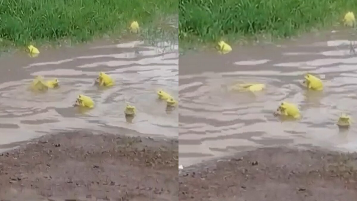 Rain Brings Rare Sight: Yellow Frogs Leap Into Andhra Town's Spotlight ...