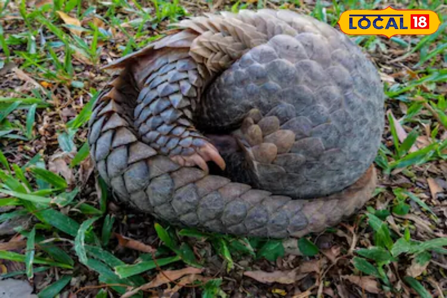 pangolin tiger