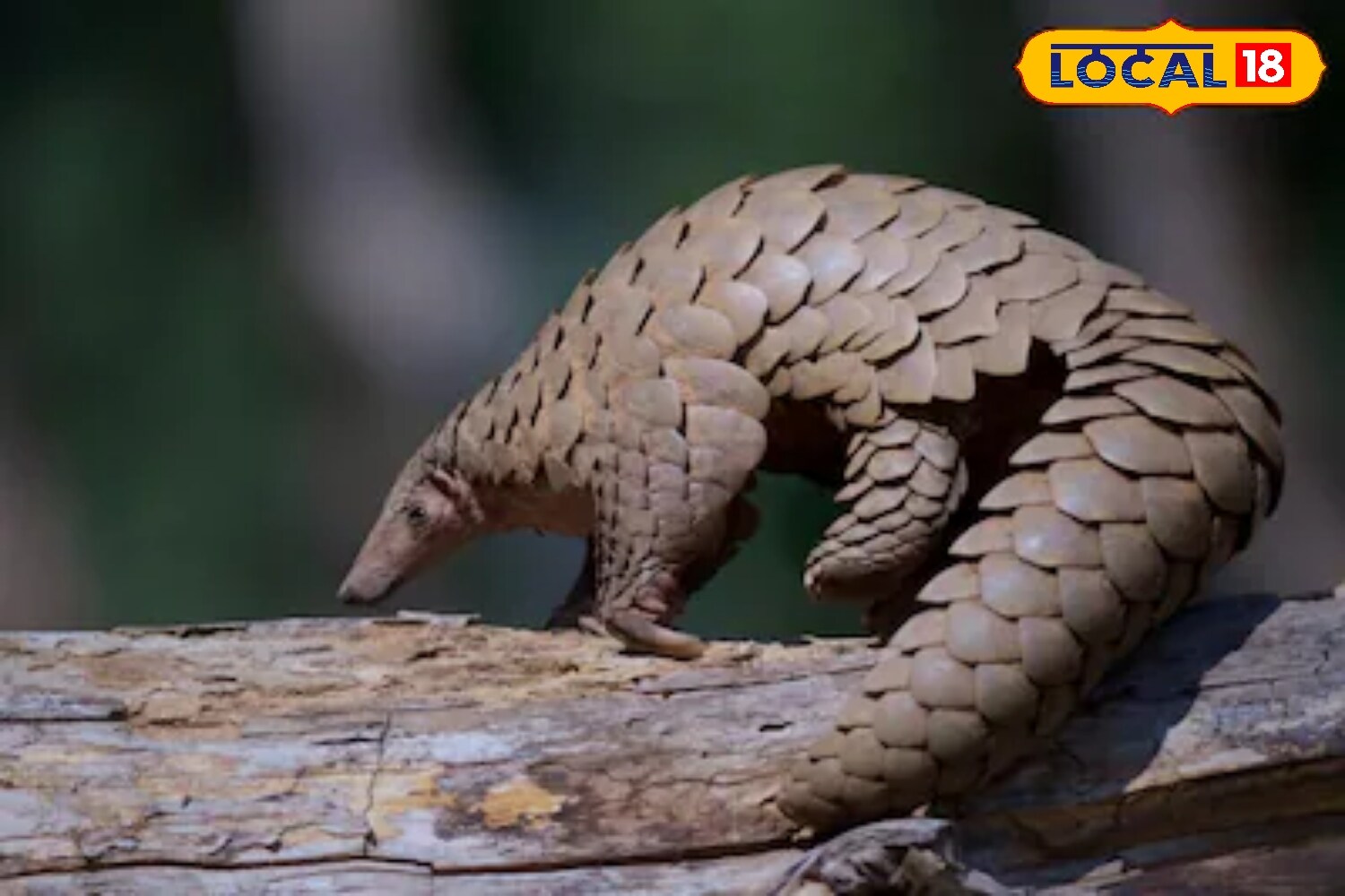 pangolin tiger