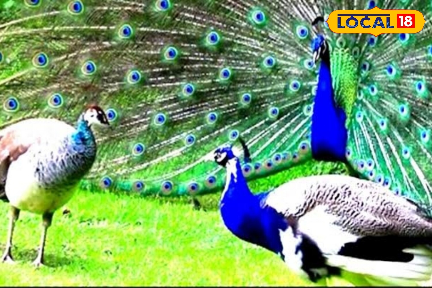 No, Peacock's Tears Don't Make Peahen Pregnant! Experts Bust The Viral ...