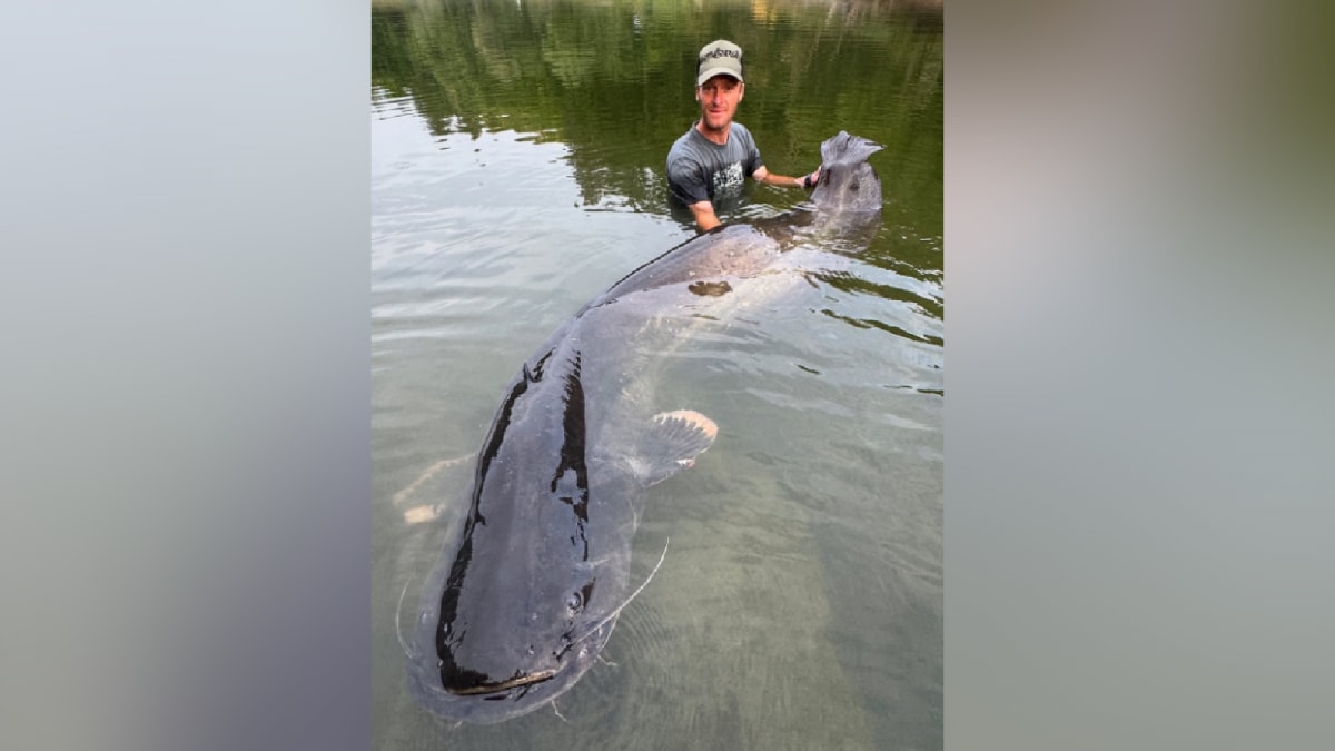Man Hauls Deadly 9ft Catfish After Epic 50-Minute Struggle | Viral News ...