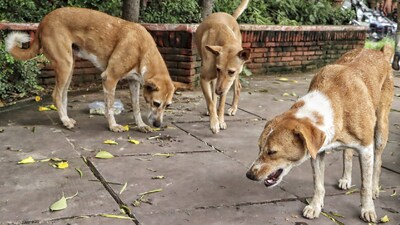 Supreme Court To Deliver Verdict On Stray Dog Removal From Delhi's ...