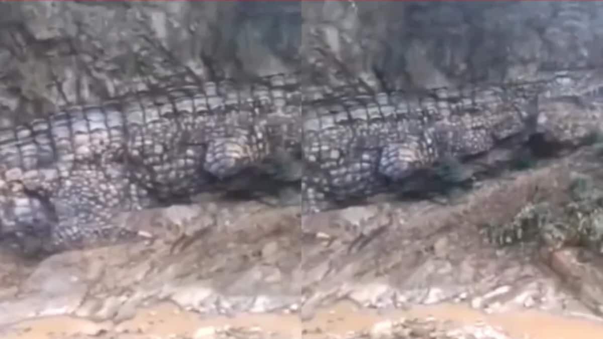 Ancient Rock Or Giant Prehistoric Crocodile? Scientists Have Been ...