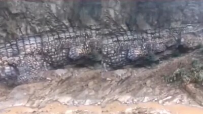 Ancient Rock Or Giant Prehistoric Crocodile? Scientists Have Been ...