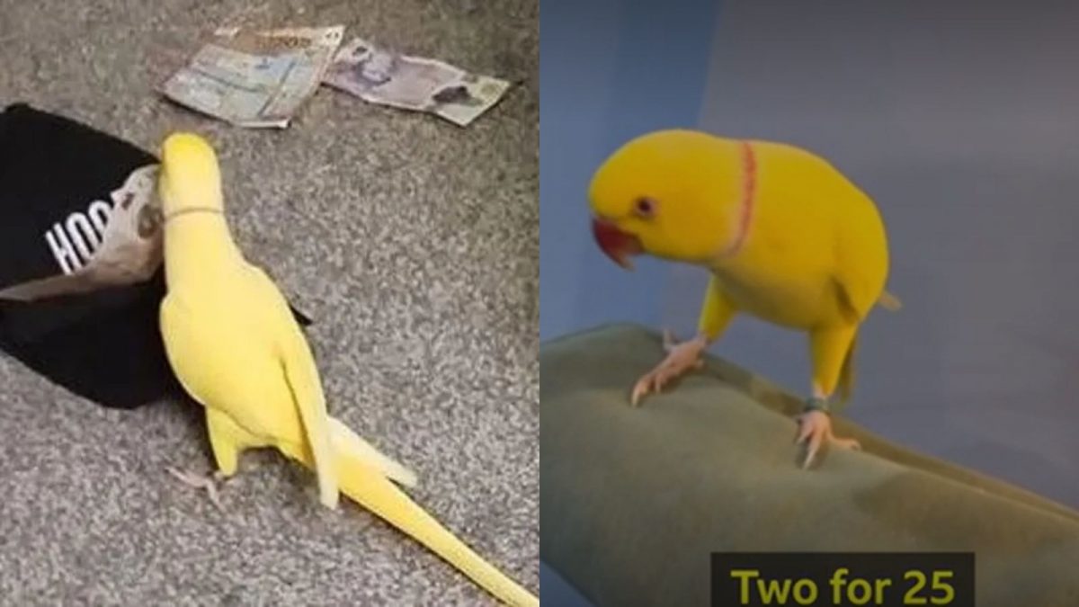 Drug Dealer's Squealing Pet Parrot Helps Bring Down Blackpool Drugs ...