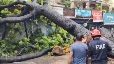 Uprooted Tree Crushes Vehicles In Delhi’s Kalkaji Amid Rain, Biker Dead ...