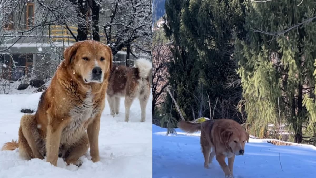 Why Shiva, The Massive Stray Dog, Is Called The ‘King Of Manali ...