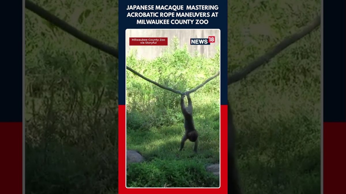 Cuteness Caught on Cam: Baby Monkey Shows Off Adorable Exercise Routine ...