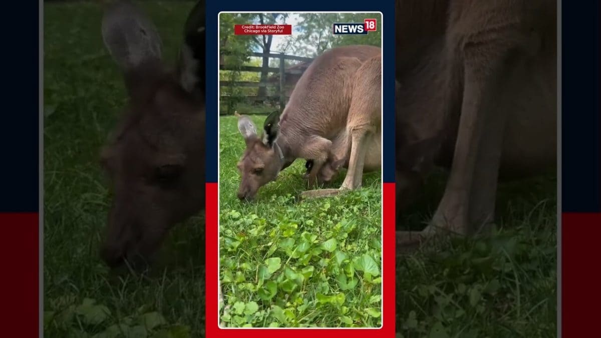 Adorable Moment | Kangaroo Joey Pops Head Out of Mom's Pouch for Snack