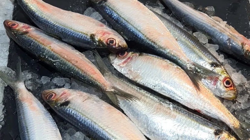 Boneless Fish: ఈ చేపల్లో అస్సలు ముళ్లుల్లే ఉండవు.. ఎంత తింటే ...