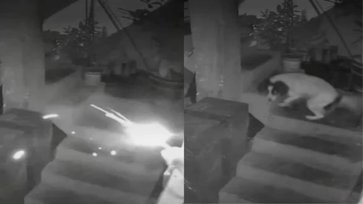 Watch: Brave Dog Bites Dynamite, Sacrifices Voice To Save Family ...