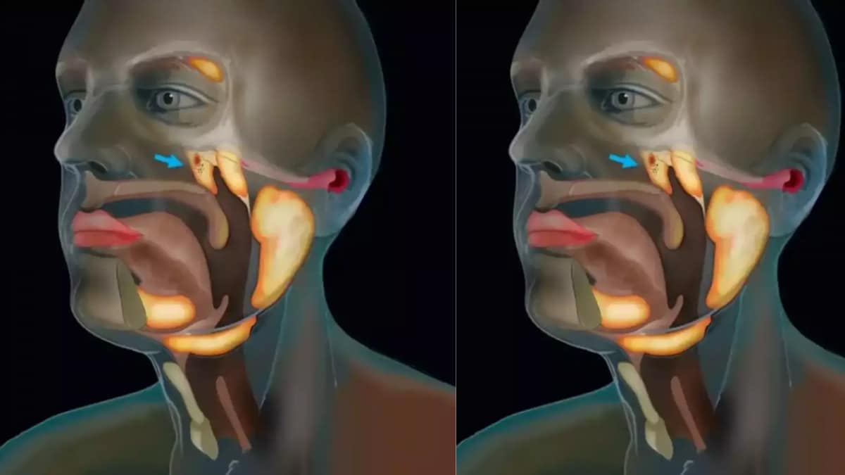 After 300 Years, Scientists Find New Organ In Human Body And It Can ...
