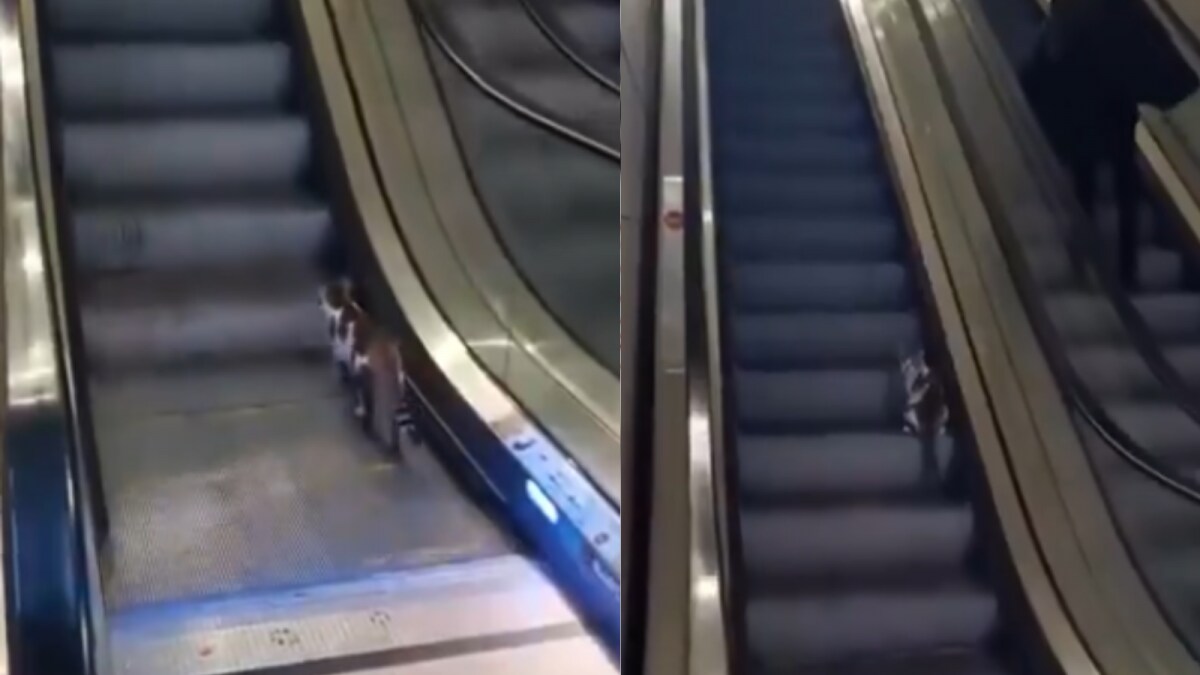 Going Up And Down, Or Just Confused? This Cat Vs Escalator Video Is ...
