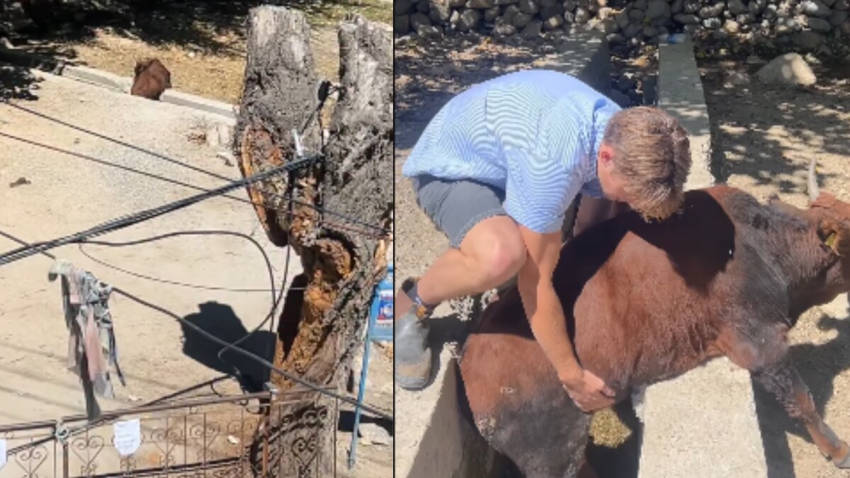 Australian Man Saves Cow Stuck In Gutter In India. Desis Applaud, ‘It ...