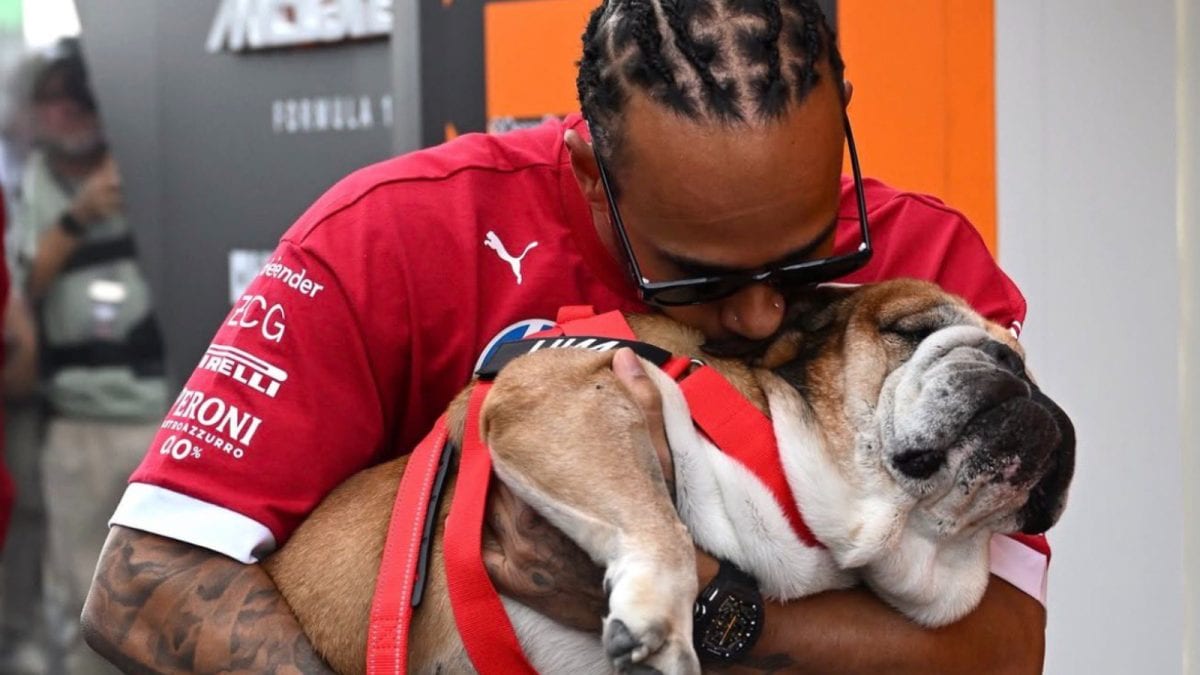 Heartbreak For Lewis Hamilton! Seven-Time F1 Champion Reveals His Pet ...