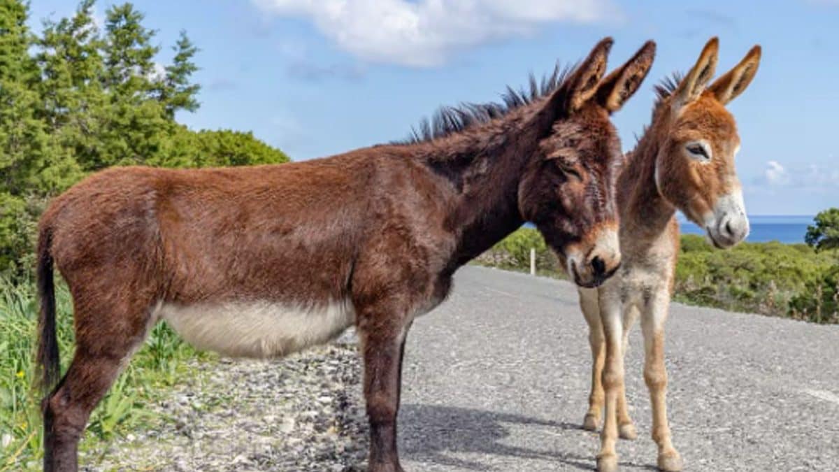Donkey Milk To Special Tea: This List Of Expensive Things In India Will ...